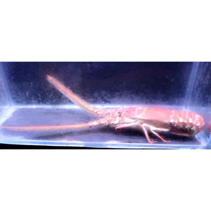 （イセエビ科） ハコエビ Linuparus trigonus （10〜15cm） 1匹 : アクアハウス魚の道 - 通販 - Yahoo ...