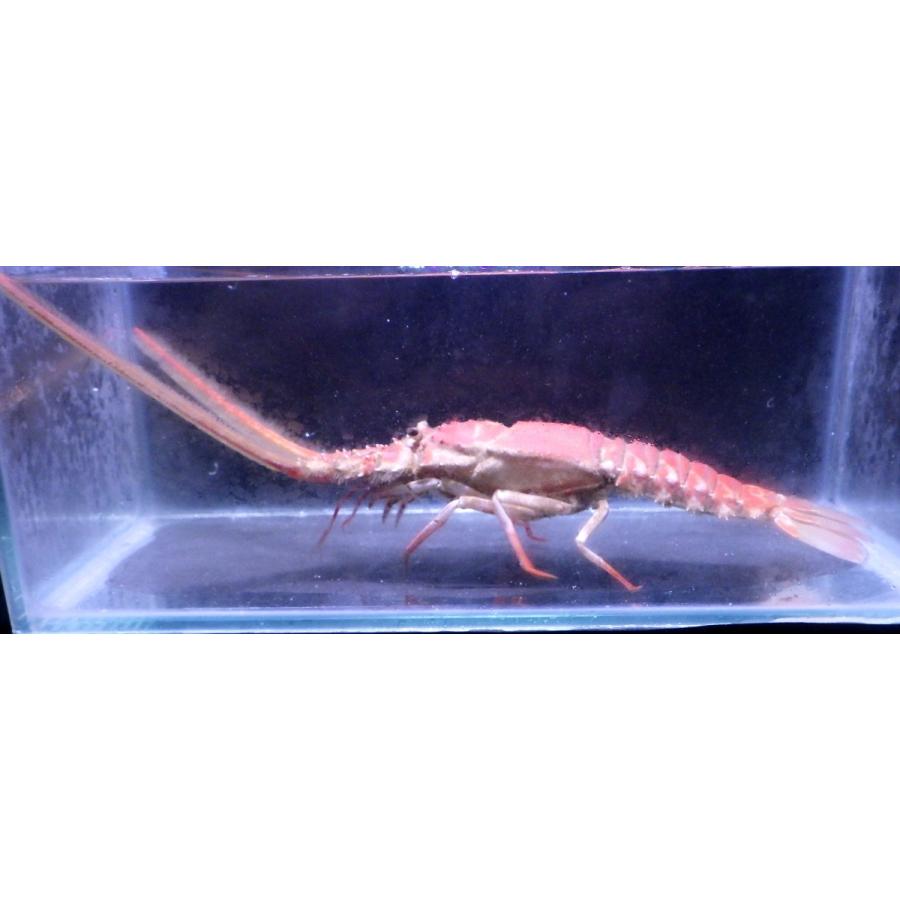 （イセエビ科） ハコエビ Linuparus trigonus （10〜15cm） 1匹 : アクアハウス魚の道 - 通販 - Yahoo ...