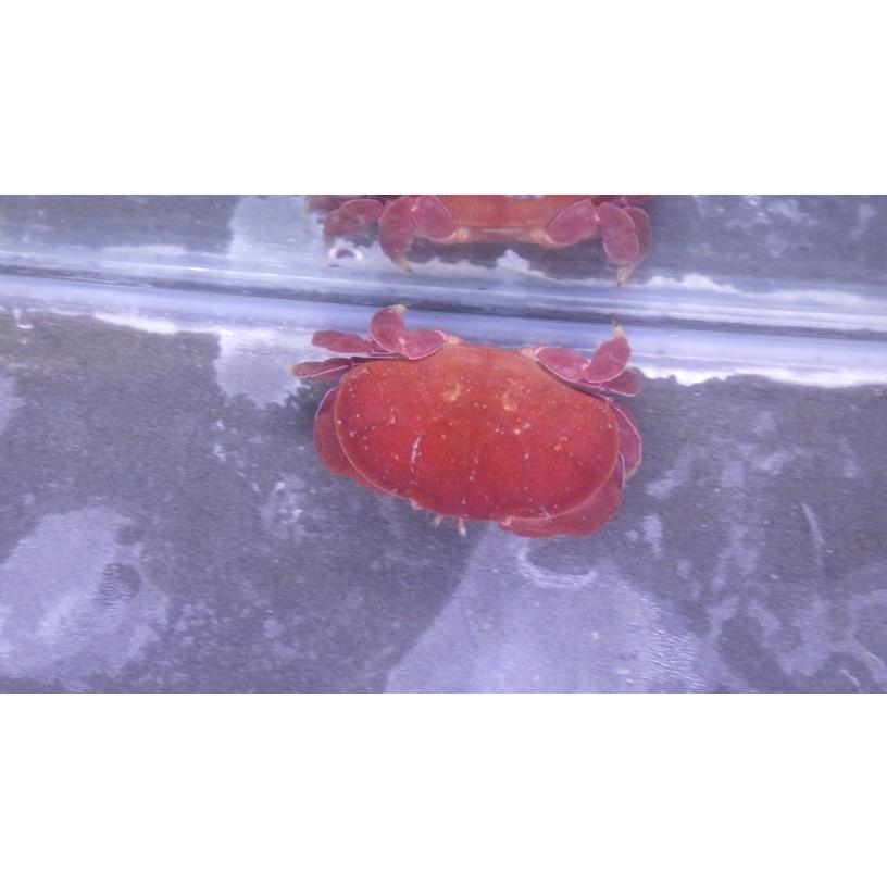 （オウギガニ科） ヘリトリマンジュウガニ Atergatis reticulatus （1〜2cm） 1匹 : アクアハウス魚の道 - 通販 ...