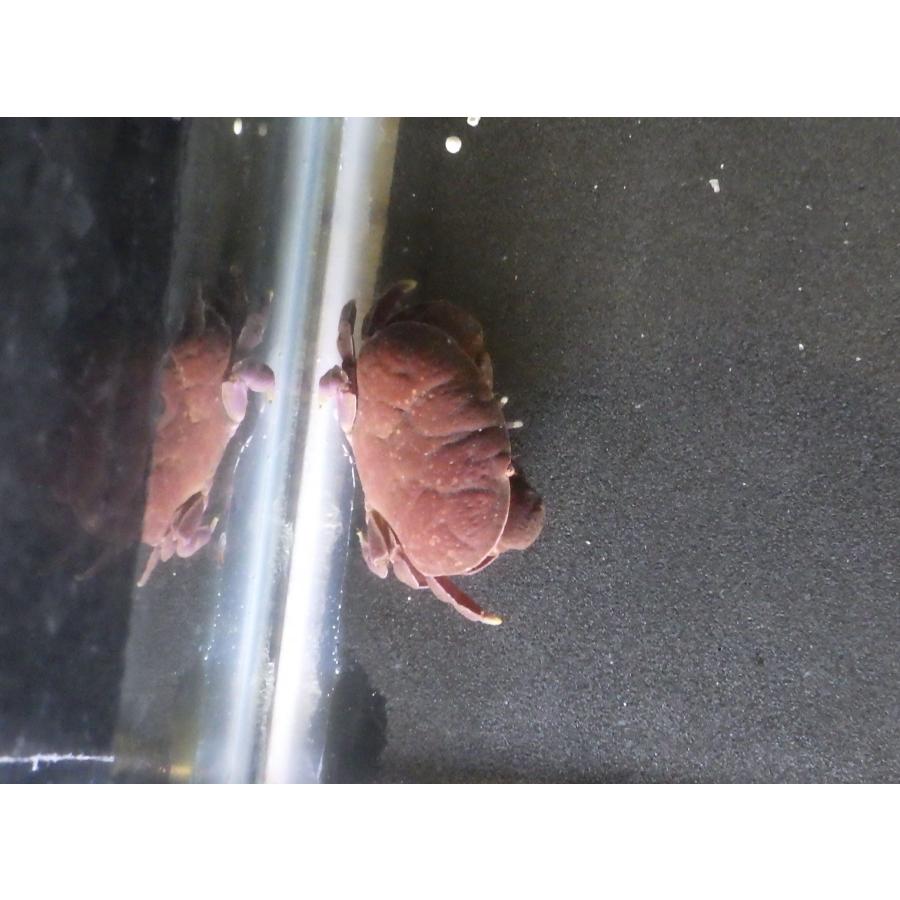 （オウギガニ科） ヘリトリマンジュウガニ Atergatis reticulatus （1〜2cm） 1匹 :hertori2:アクアハウス魚 ...