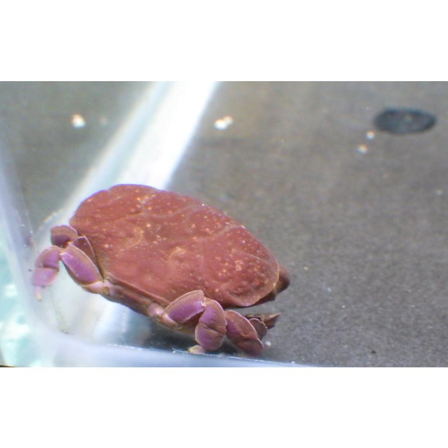 （オウギガニ科） ヘリトリマンジュウガニ Atergatis reticulatus （1〜2cm） 1匹 :hertori2:アクアハウス魚 ...