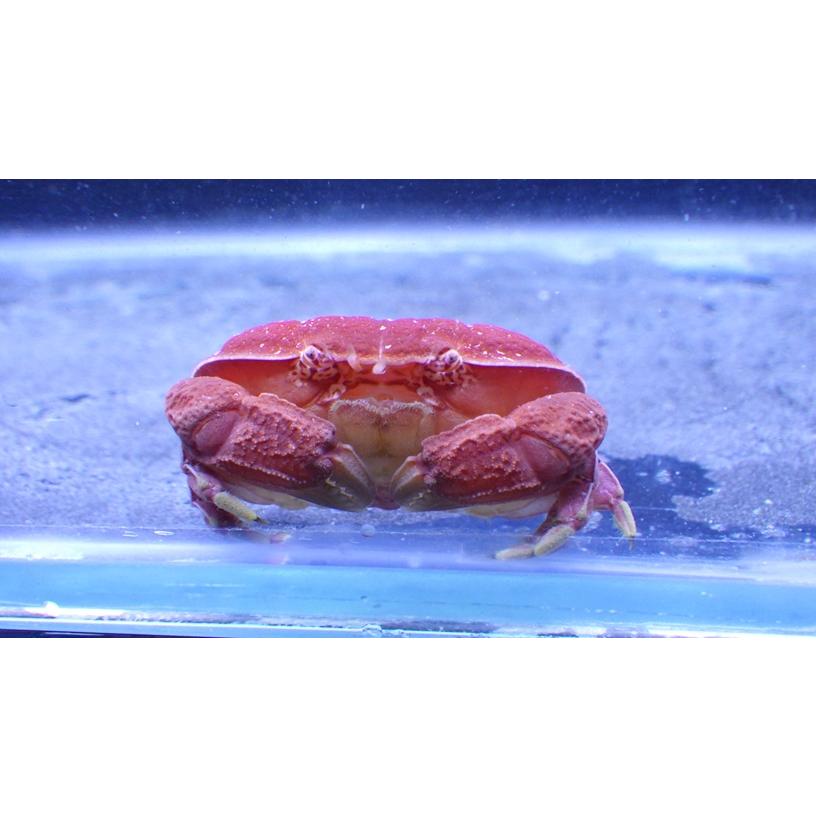 （オウギガニ科） ヘリトリマンジュウガニ Atergatis reticulatus （1〜2cm） 1匹 : アクアハウス魚の道 - 通販 ...