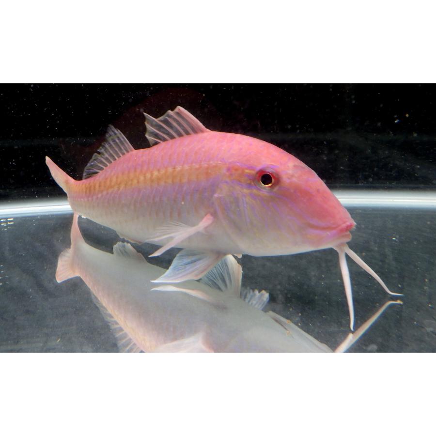 （ヒメジ科） ウミヒゴイ Parupeneus chrysopleuron （20〜25cm） 1匹 : アクアハウス魚の道 - 通販 ...