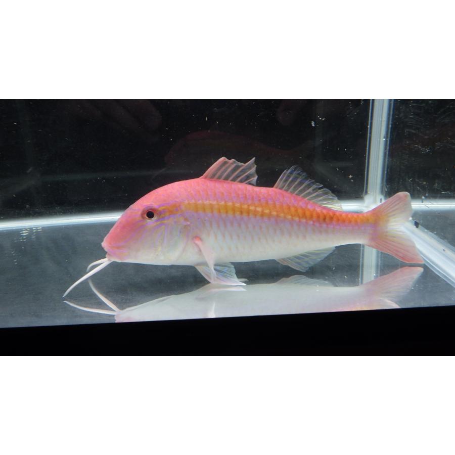 （ヒメジ科） ウミヒゴイ Parupeneus chrysopleuron （20〜25cm） 1匹 : アクアハウス魚の道 - 通販 ...
