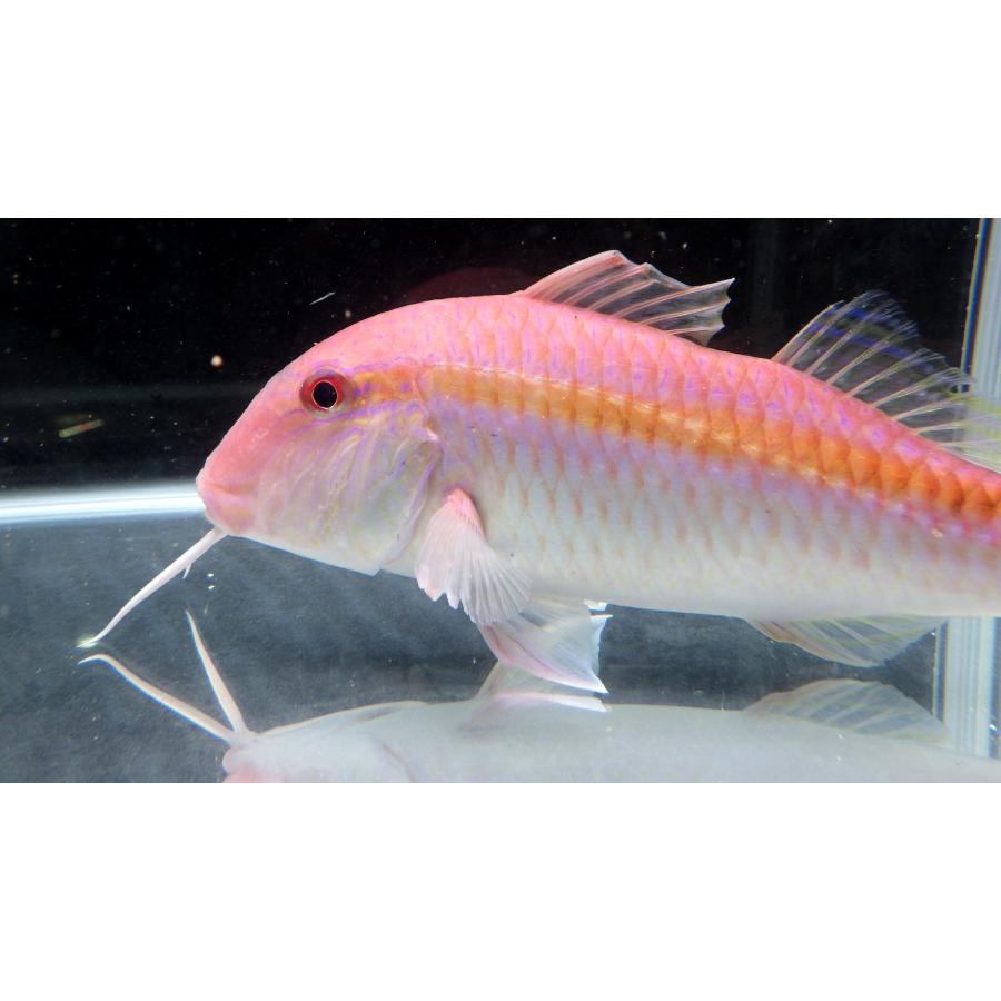 （ヒメジ科） ウミヒゴイ Parupeneus chrysopleuron （20〜25cm） 1匹 : アクアハウス魚の道 - 通販 ...