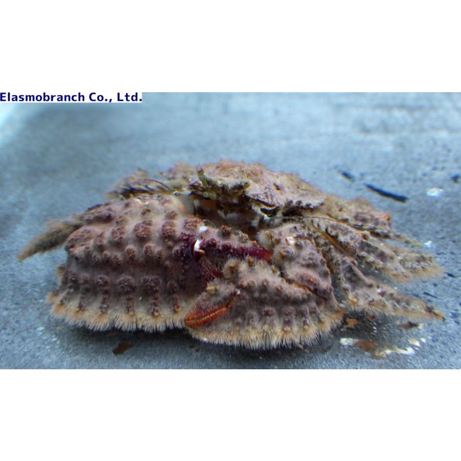 （タラバガニ科） ヒラトゲガニ（イボトゲガ二） Hapalogaster dentata （甲幅約1〜2cm） 1匹 : アクアハウス魚の道 ...