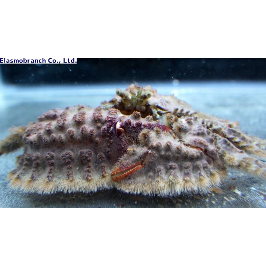 （タラバガニ科） ヒラトゲガニ（イボトゲガ二） Hapalogaster dentata （甲幅約1〜2cm） 1匹 : アクアハウス魚の道 ...