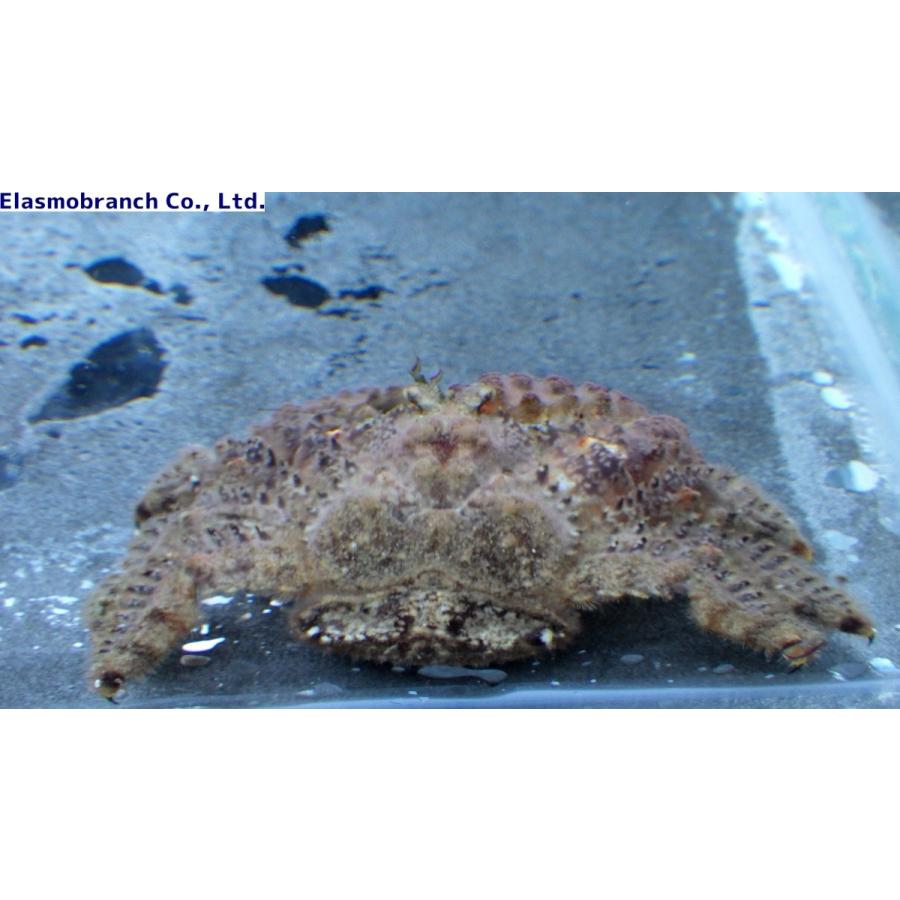 （タラバガニ科） ヒラトゲガニ（イボトゲガ二） Hapalogaster dentata （甲幅約1〜2cm） 1匹 : アクアハウス魚の道 ...