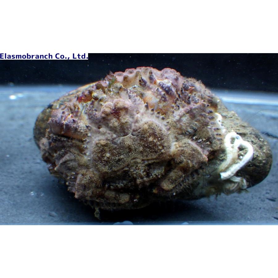 （タラバガニ科） ヒラトゲガニ（イボトゲガ二） Hapalogaster dentata （甲幅約1〜2cm） 1匹 : アクアハウス魚の道 ...