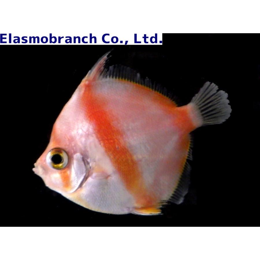 （ヒシダイ科） ヒシダイ Antigonia capros （6〜8cm） 1匹 : アクアハウス魚の道 - 通販 - Yahoo!ショッピング