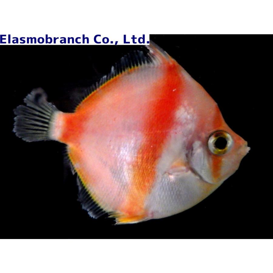 （ヒシダイ科） ヒシダイ Antigonia capros （6〜8cm） 1匹 : アクアハウス魚の道 - 通販 - Yahoo!ショッピング