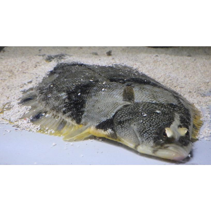 （カレイ科） ホシガレイ Verasper variegatus （25〜30cm） 1匹 : アクアハウス魚の道 - 通販 - Yahoo ...