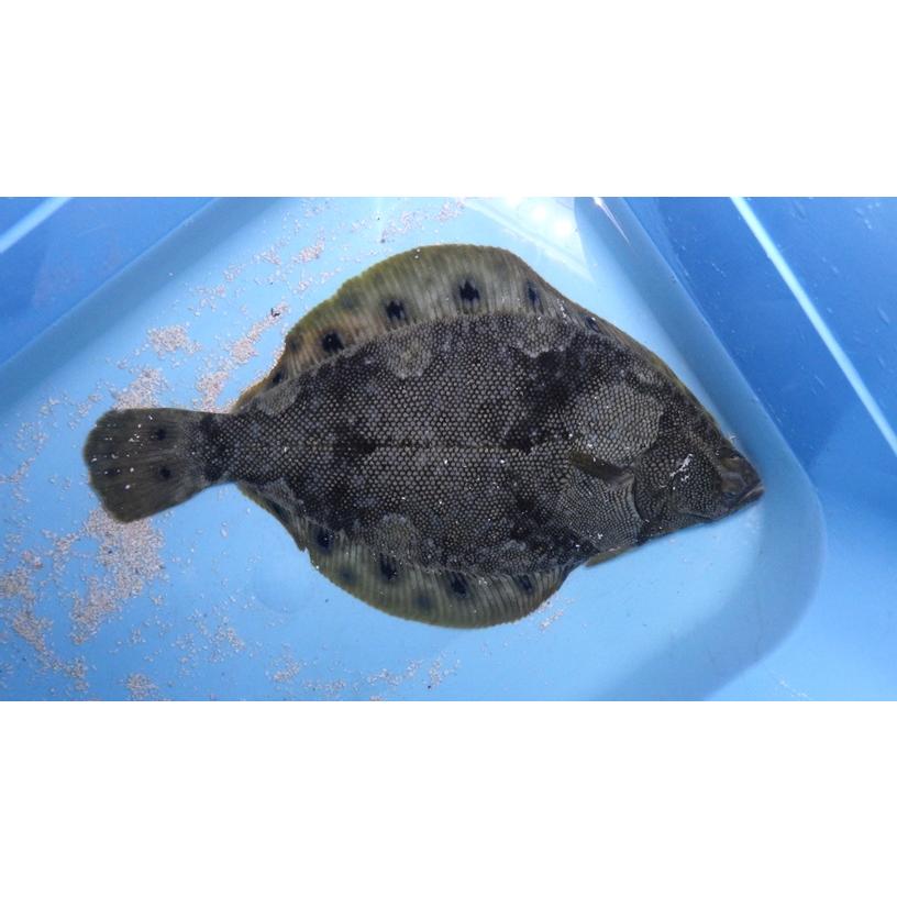 （カレイ科） ホシガレイ Verasper variegatus （25〜30cm） 1匹 : アクアハウス魚の道 - 通販 - Yahoo ...