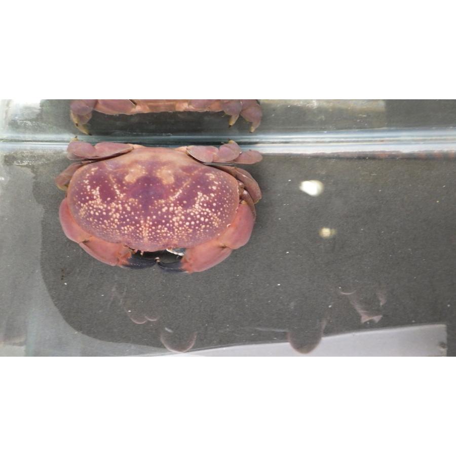 （オウギガニ科） ホシマンジュウガニ Atergatis integerrimus （8〜10cm） 1匹 : アクアハウス魚の道 - 通販 ...