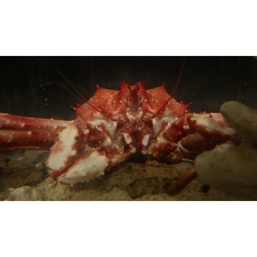 （タラバガニ科） イバラガニ Lithodes turritus（甲幅約14〜17cm） 1匹 : アクアハウス魚の道 - 通販 ...
