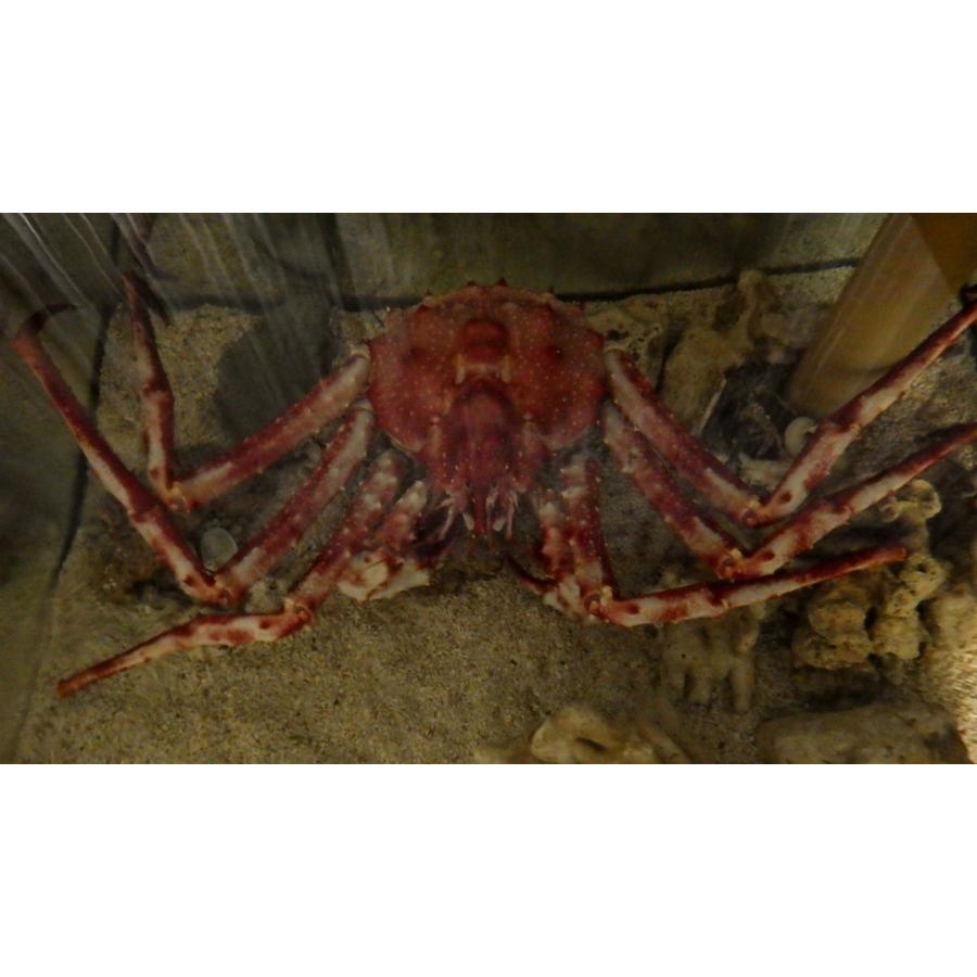 （タラバガニ科） イバラガニ Lithodes turritus（甲幅約14〜17cm） 1匹 : アクアハウス魚の道 - 通販 ...
