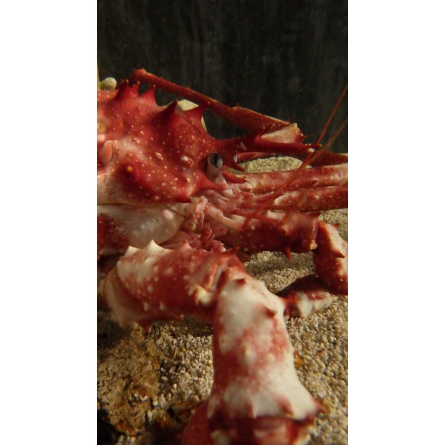 （タラバガニ科） イバラガニ Lithodes turritus（甲幅約14〜17cm） 1匹 : アクアハウス魚の道 - 通販 ...
