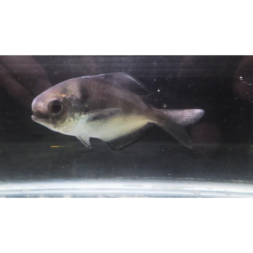 （イボダイ科） イボダイ Psenopsis anomala （6〜9cm） 1匹 : アクアハウス魚の道 - 通販 - Yahoo!ショッピング