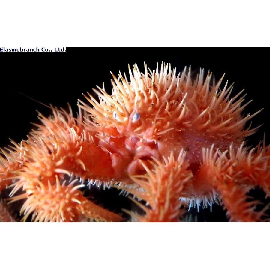 （タラバガニ科） イガグリガニ Paralomis hystrix （甲幅約7〜10cm） 1匹 : アクアハウス魚の道 - 通販 ...