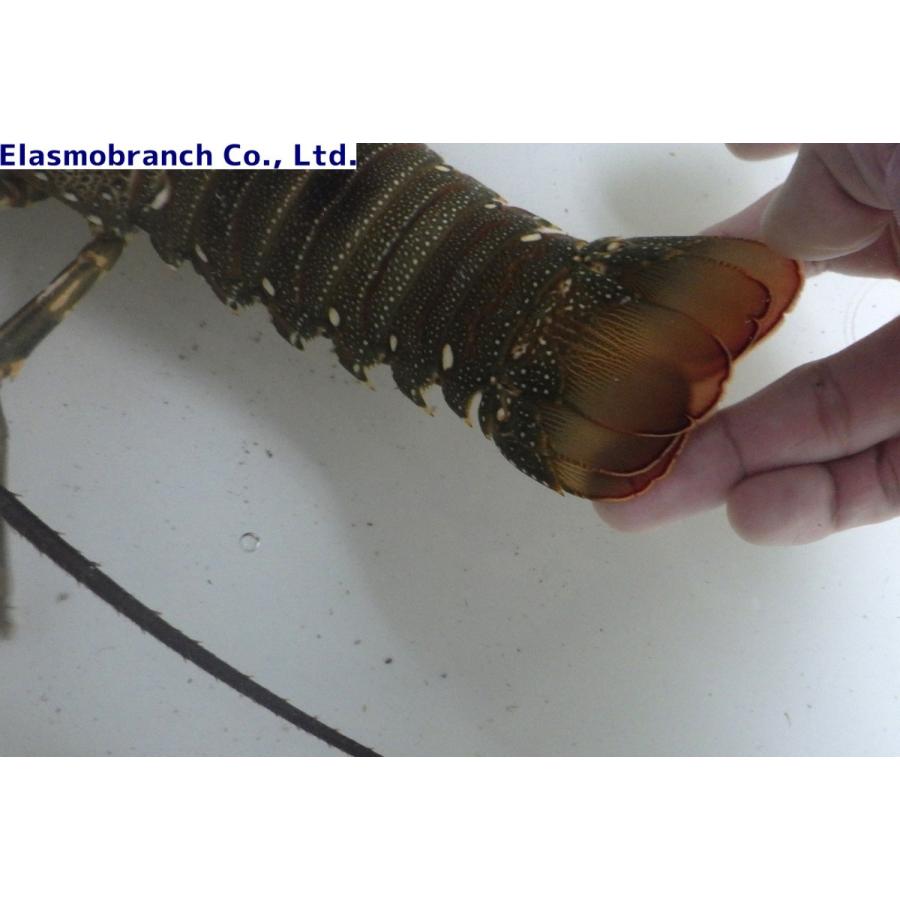 （イセエビ科) ケブカイセエビ Panulirus homarus （20〜25cm） 1匹 : アクアハウス魚の道 - 通販 - Yahoo ...