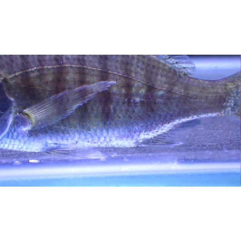 （クロサギ科） ヤマトイトヒキサギ Gerres cf. microphthalmus（3〜5cm） 1匹 : アクアハウス魚の道 - 通販 ...