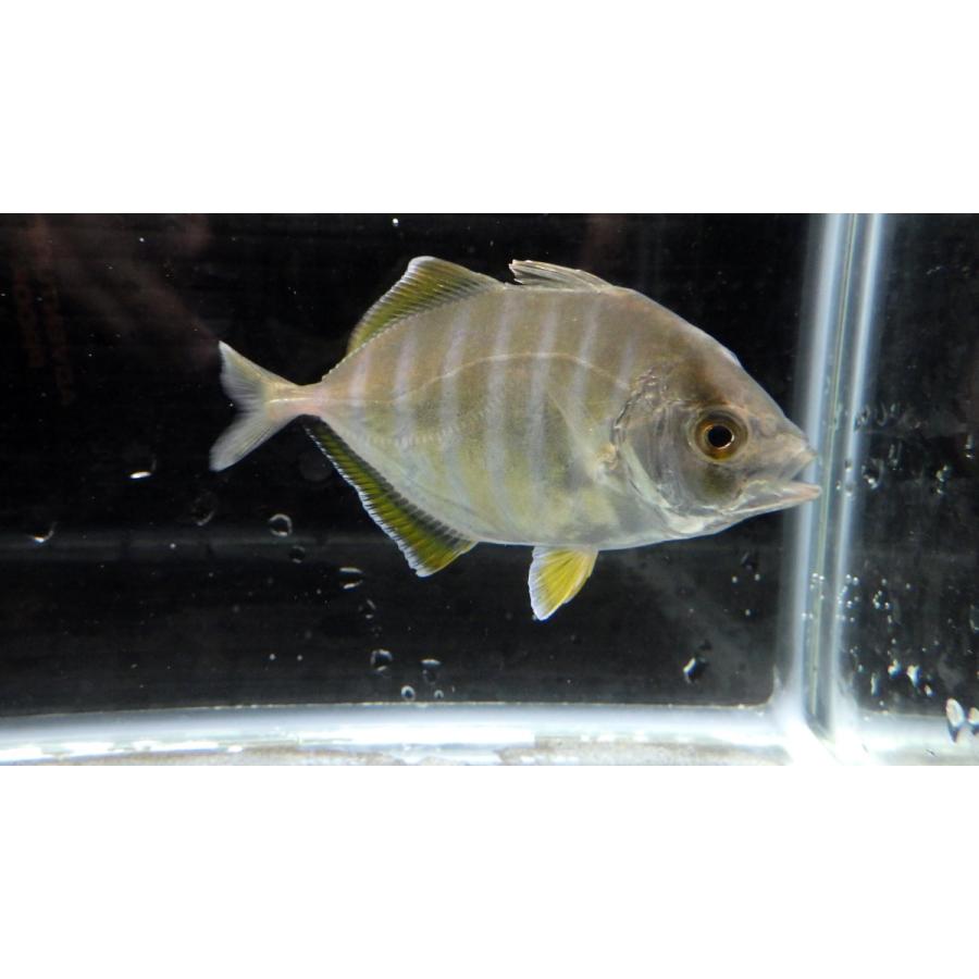 （アジ科） カイワリ Carangoides equula （10〜15cm） 1匹 : アクアハウス魚の道 - 通販 - Yahoo!ショッピング