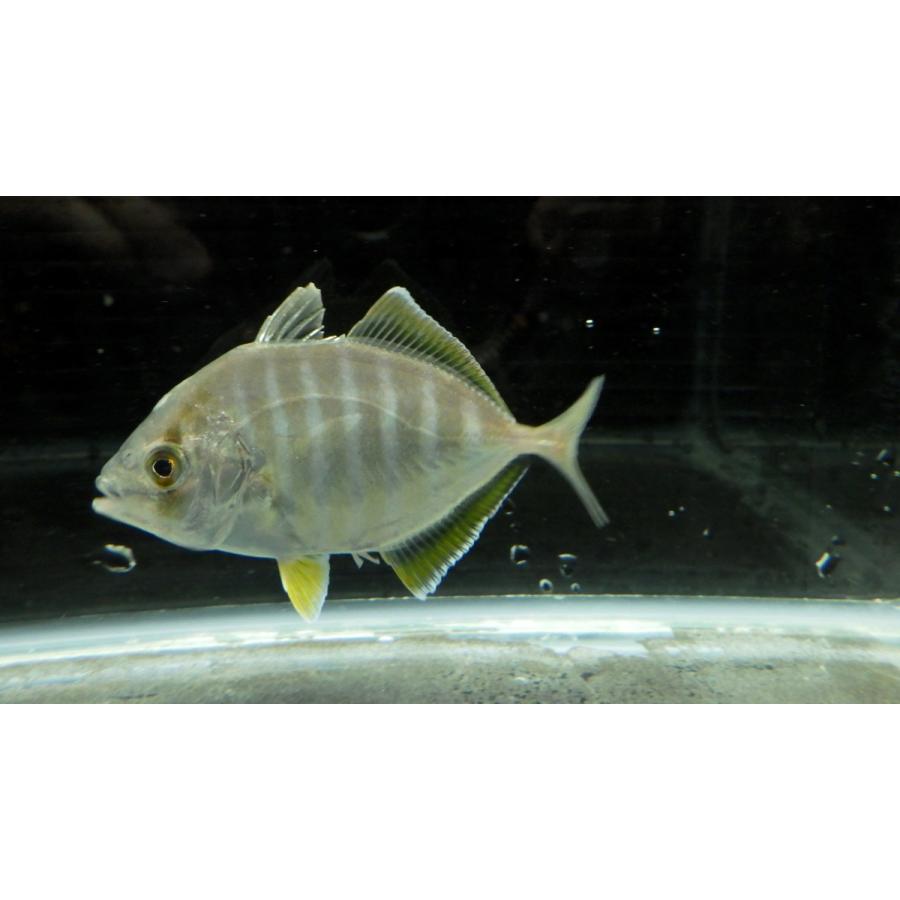 （アジ科） カイワリ Carangoides equula （10〜15cm） 1匹 : アクアハウス魚の道 - 通販 - Yahoo!ショッピング