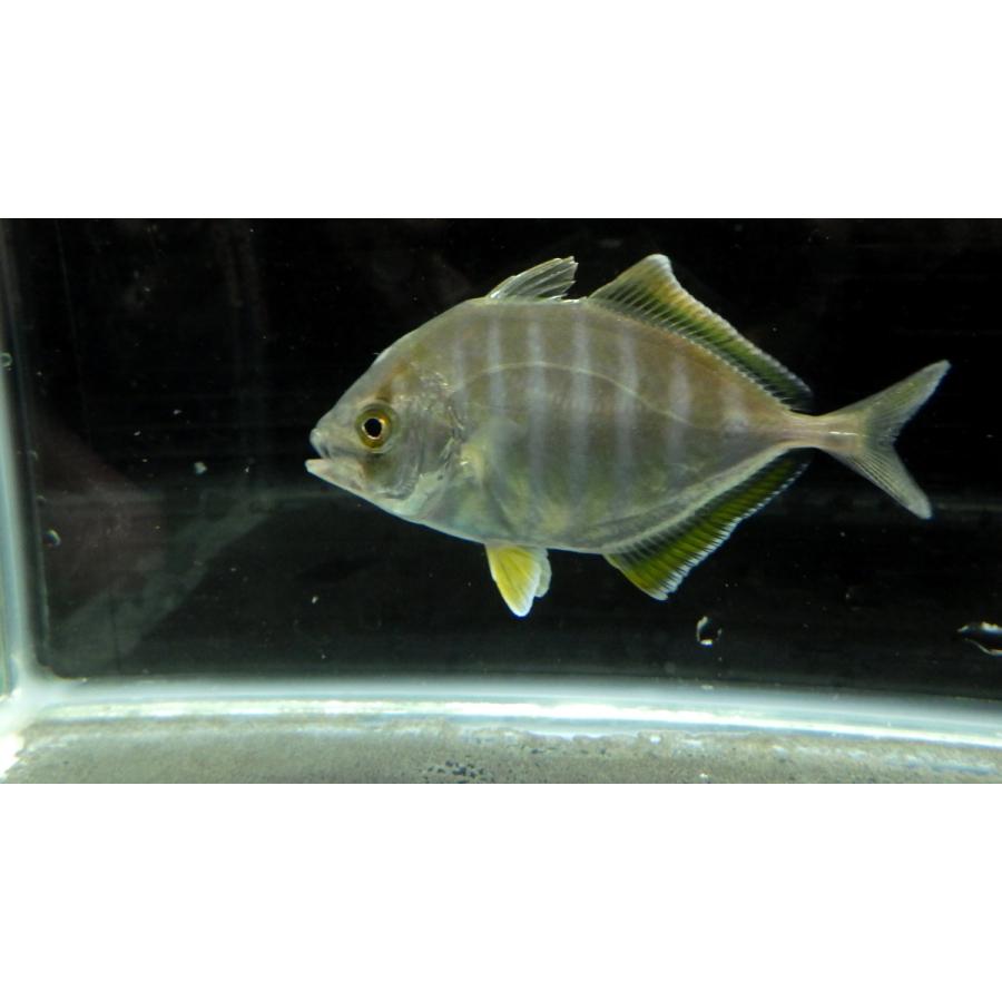 （アジ科） カイワリ Carangoides equula （6〜9cm） 1匹 : アクアハウス魚の道 - 通販 - Yahoo!ショッピング