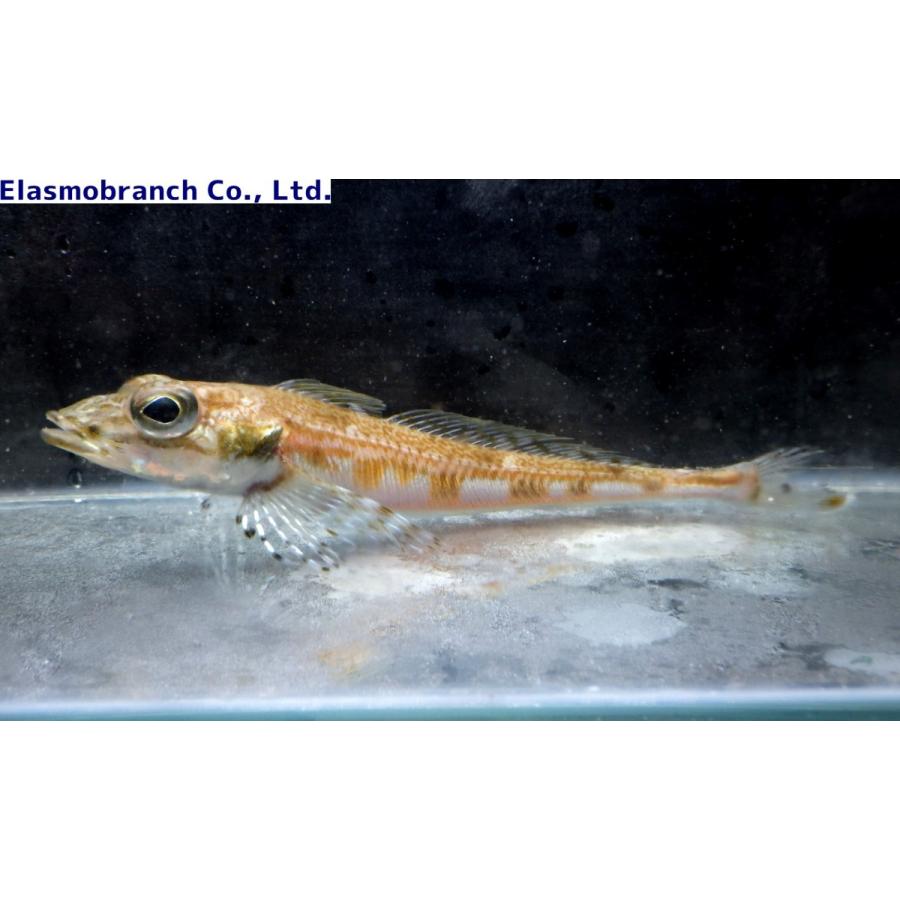 （カジカ科） カラフトカジカ Triglops jordani （10〜15cm） 1匹 : アクアハウス魚の道 - 通販 - Yahoo ...