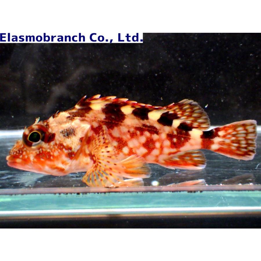 （フサカサゴ科） カサゴ Sebastiscus marmoratus （15〜20cm） 1匹 : アクアハウス魚の道 - 通販 ...