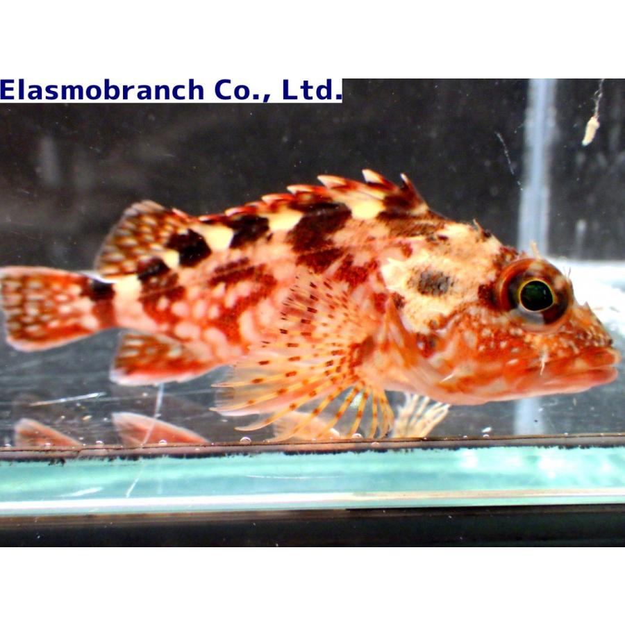（フサカサゴ科） カサゴ Sebastiscus marmoratus （15〜20cm） 1匹 : アクアハウス魚の道 - 通販 ...