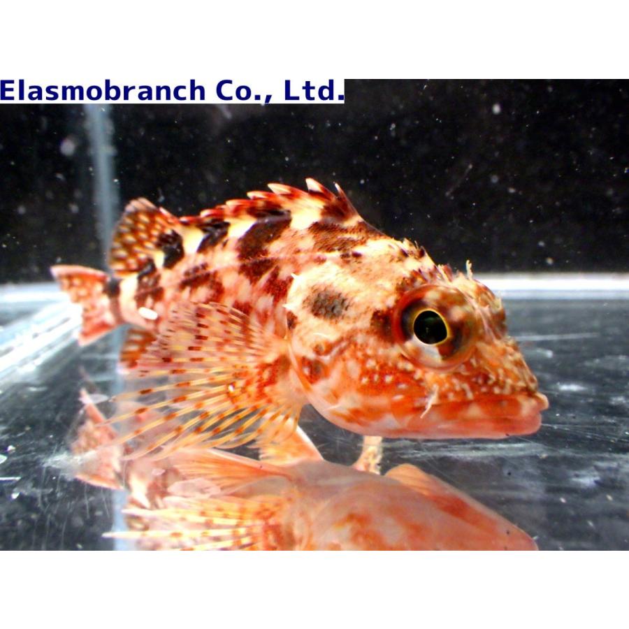 （フサカサゴ科） カサゴ Sebastiscus marmoratus （15〜20cm） 1匹 : アクアハウス魚の道 - 通販 ...