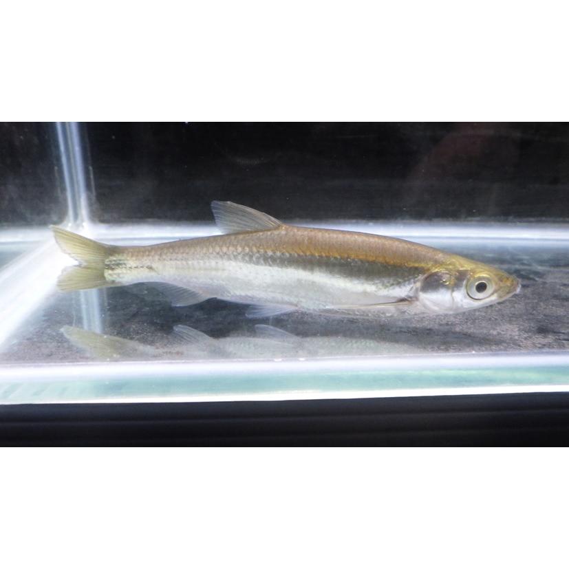 （コイ科） カワイワシ3匹セット Hemiculter leucisculus（8〜10cm） : アクアハウス魚の道 - 通販 ...