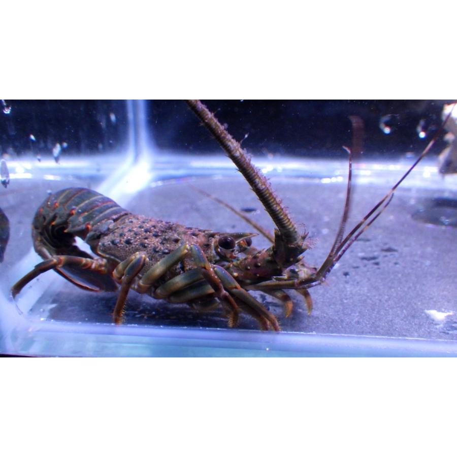 （イセエビ科) ケブカイセエビ Panulirus homarus （4〜6cm） 1匹 : アクアハウス魚の道 - 通販 - Yahoo ...