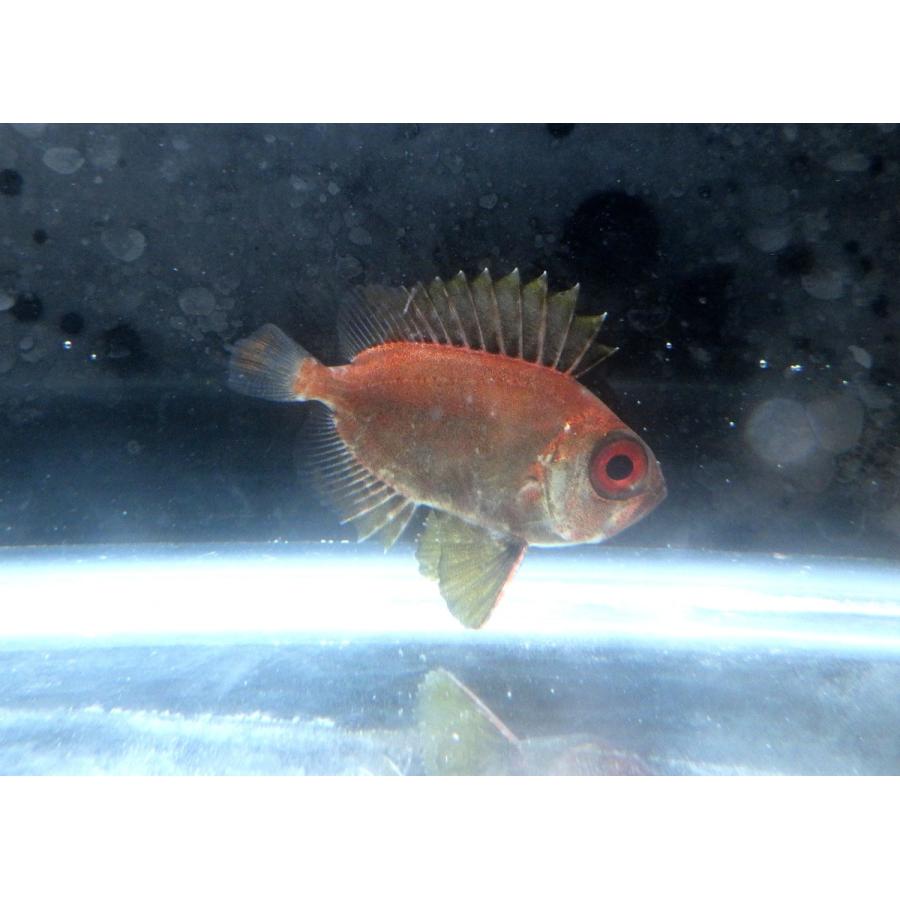 （キントキダイ科） ミナミキントキダイ 幼魚 Priacanthus sagittarius （3〜5cm） 1匹 : アクアハウス魚の道 ...
