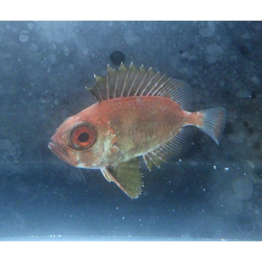 （キントキダイ科） ミナミキントキダイ 幼魚 Priacanthus sagittarius （3〜5cm） 1匹 : アクアハウス魚の道 ...