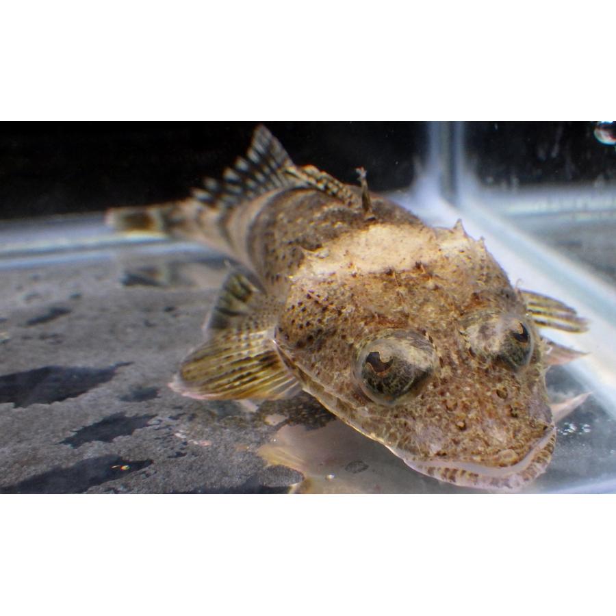 （コチ科） メゴチ Suggrundus meerdervoortii （14-16cm） 1匹 : アクアハウス魚の道 - 通販 - Yahoo!ショッピング