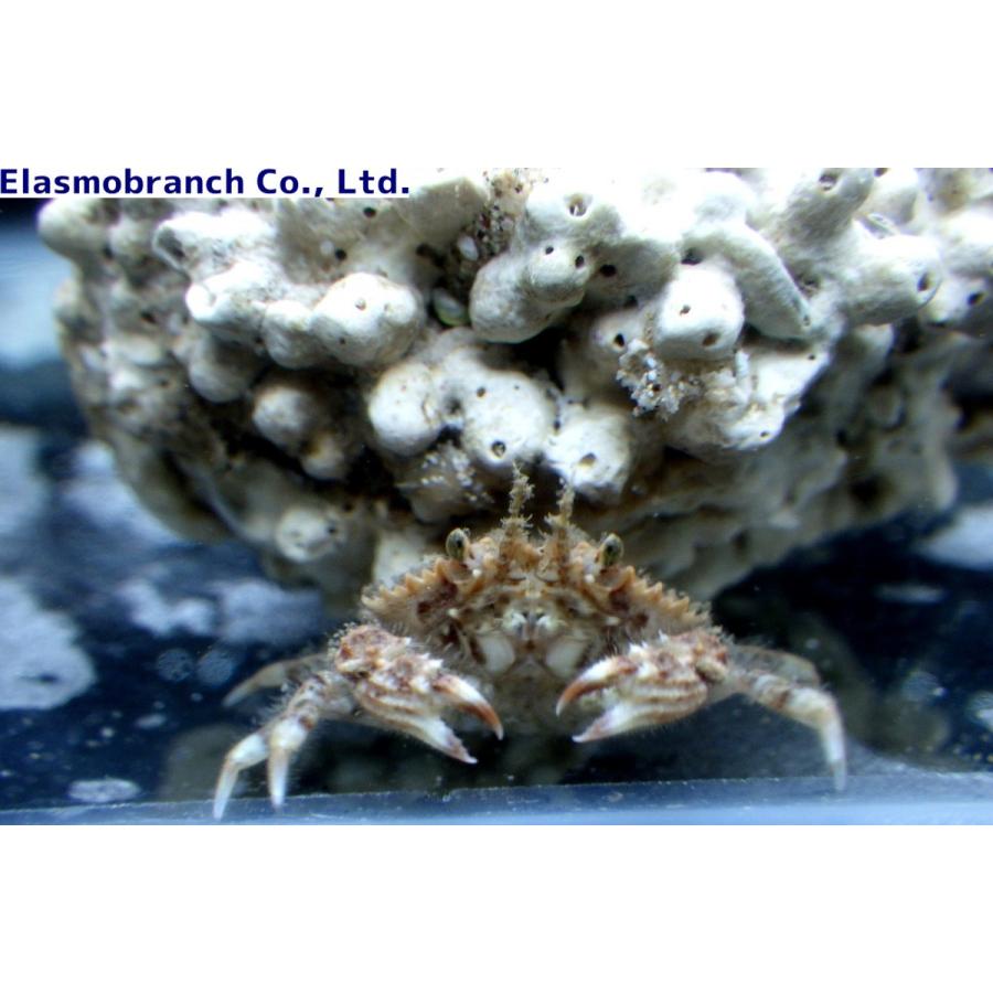 （イチョウガニ科） コイチョウガニ Glebocarcinus amphioetus （1〜2cm） 1匹 : アクアハウス魚の道 - 通販 ...