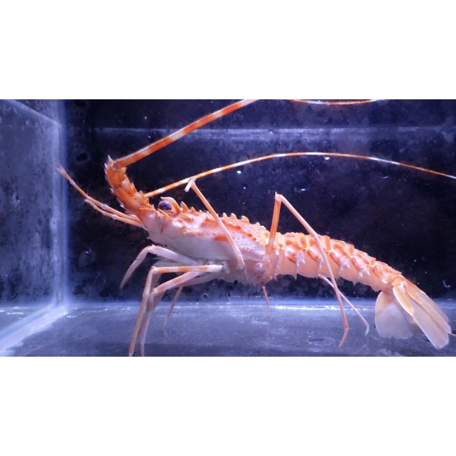 （イセエビ科） クボエビ Puerulus angulatus （8〜12cm） 1匹 : アクアハウス魚の道 - 通販 - Yahoo!ショッピング