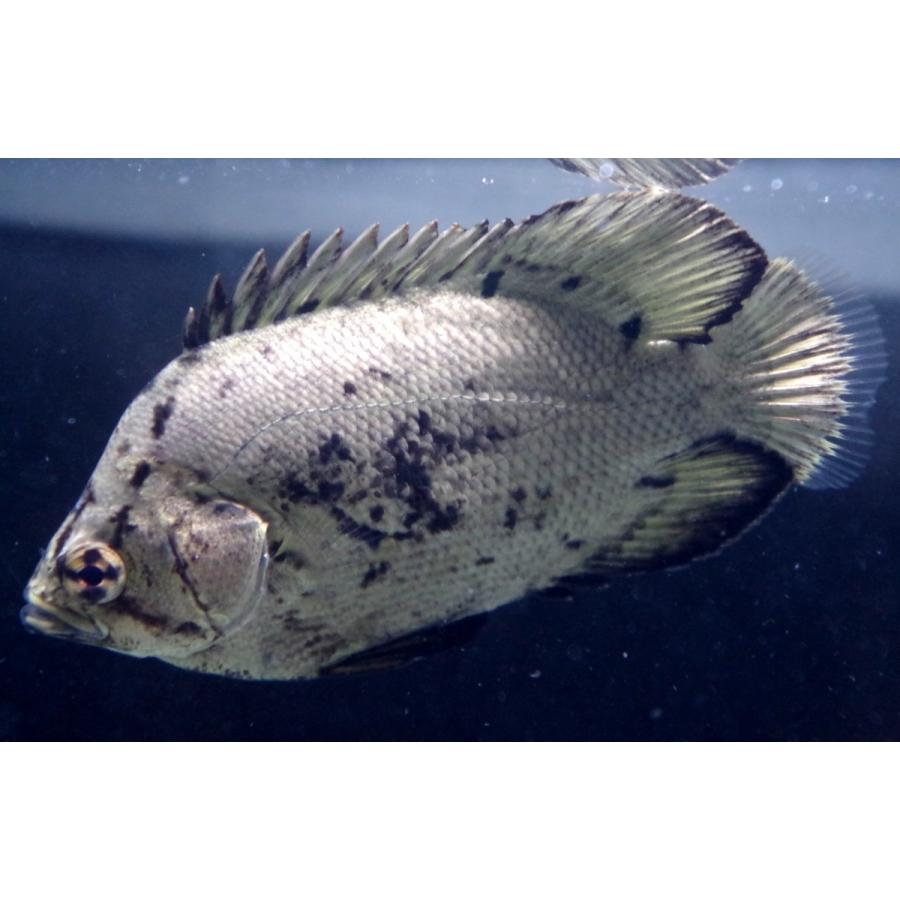 （マツダイ科） マツダイ Lobotes surinamensis （3〜5cm） 1匹 : アクアハウス魚の道 - 通販 - Yahoo ...