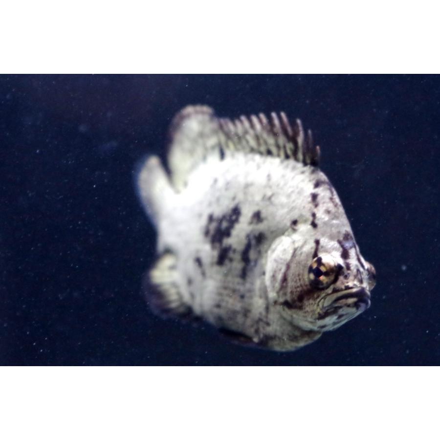 （マツダイ科） マツダイ Lobotes surinamensis （3〜5cm） 1匹 : アクアハウス魚の道 - 通販 - Yahoo ...