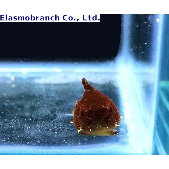 （ダンゴウオ科） ダンゴウオ Lethotremus awae （1〜2cm） 1匹 : アクアハウス魚の道 - 通販 - Yahoo!ショッピング