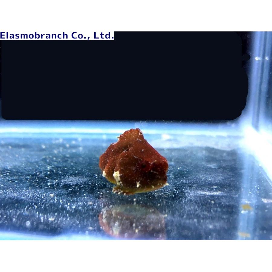 （ダンゴウオ科） ダンゴウオ Lethotremus awae （1〜2cm） 1匹 : アクアハウス魚の道 - 通販 - Yahoo!ショッピング