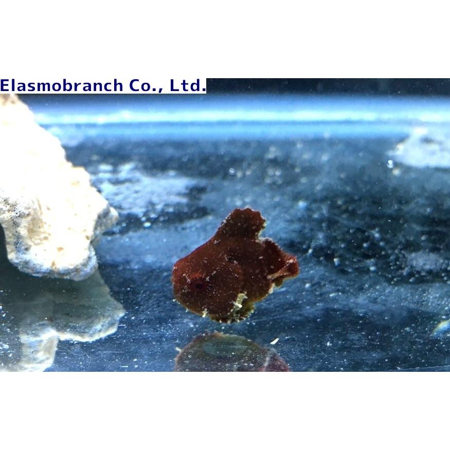 （ダンゴウオ科） ダンゴウオ Lethotremus awae （1〜2cm） 1匹 : アクアハウス魚の道 - 通販 - Yahoo!ショッピング