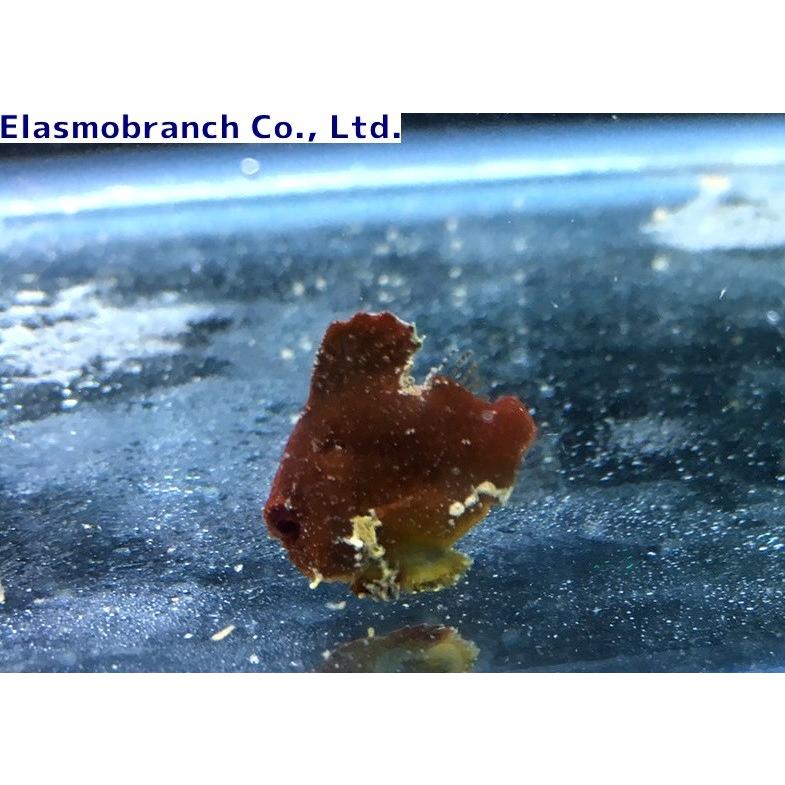 （ダンゴウオ科） ダンゴウオ Lethotremus awae （1〜2cm） 1匹 : アクアハウス魚の道 - 通販 - Yahoo!ショッピング