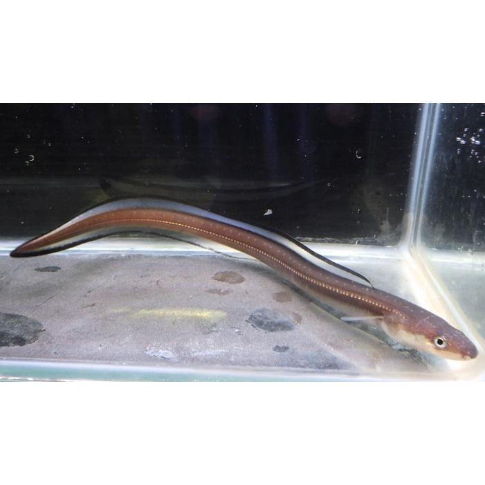 （アナゴ科） マアナゴ3匹セット Conger myriaster （20〜30cm） : アクアハウス魚の道 - 通販 - Yahoo!ショッピング