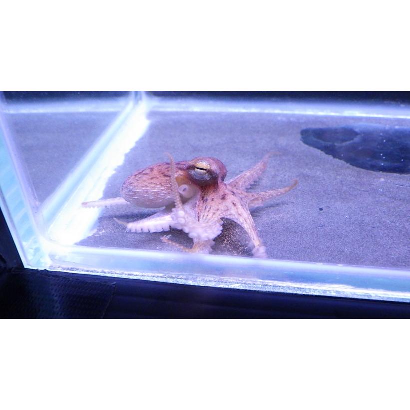 （マダコ科） マダコ幼体（補償なし） Octopus vulgaris （外套長2〜3cm） 1匹 : アクアハウス魚の道 - 通販 ...