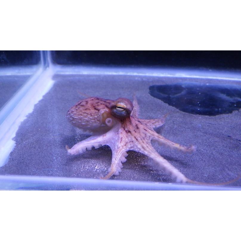 （マダコ科） マダコ幼体（補償なし） Octopus vulgaris （外套長2〜3cm） 1匹 : アクアハウス魚の道 - 通販 ...