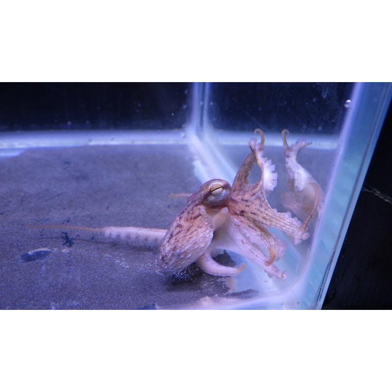 （マダコ科） マダコ幼体（補償なし） Octopus vulgaris （外套長2〜3cm） 1匹 : アクアハウス魚の道 - 通販 ...
