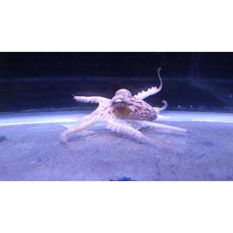 （マダコ科） マダコ幼体（補償なし） Octopus vulgaris （外套長2〜3cm） 1匹 : madako1 : アクアハウス魚の道 ...
